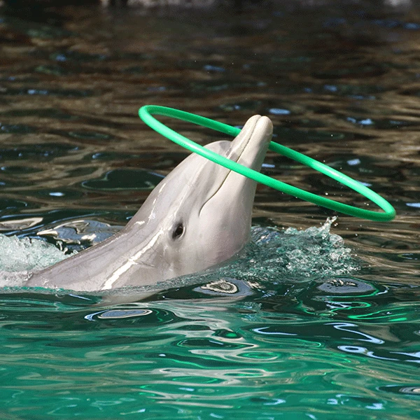 Daisy (DUSZ-1996) | Cetacea Wiki | Fandom