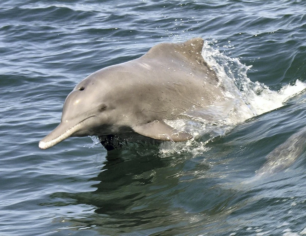 Humpback dolphin | Cetacea Wiki | Fandom