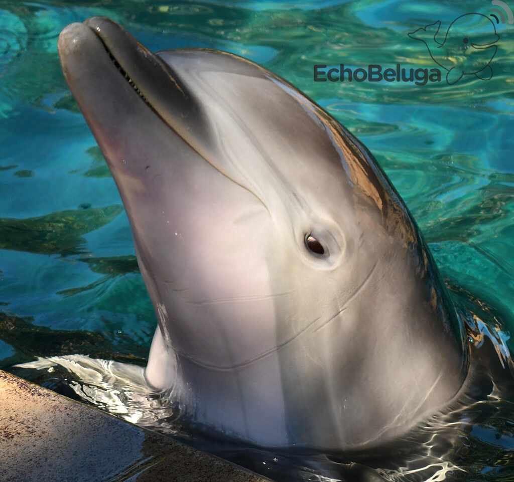 Lola (SWF-2019) | Cetacea Wiki | Fandom