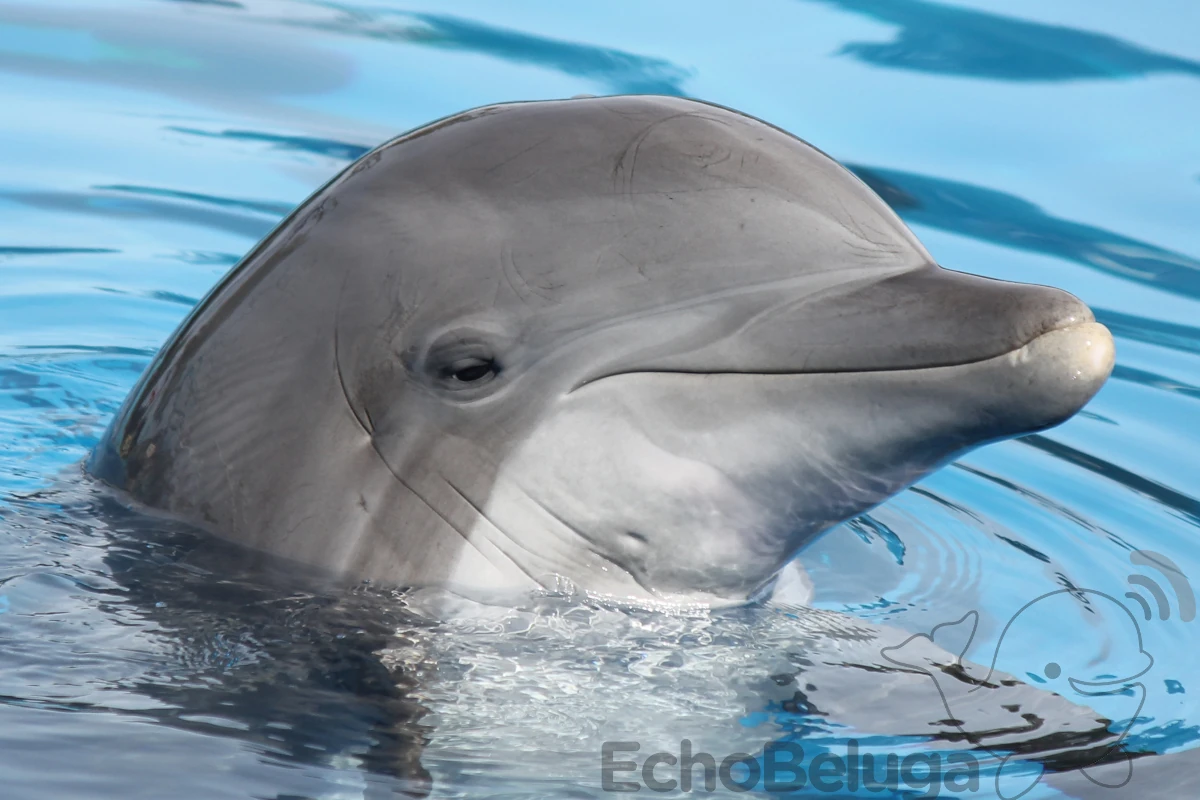 Jasmine (MAP-1989) | Cetacea Wiki | Fandom