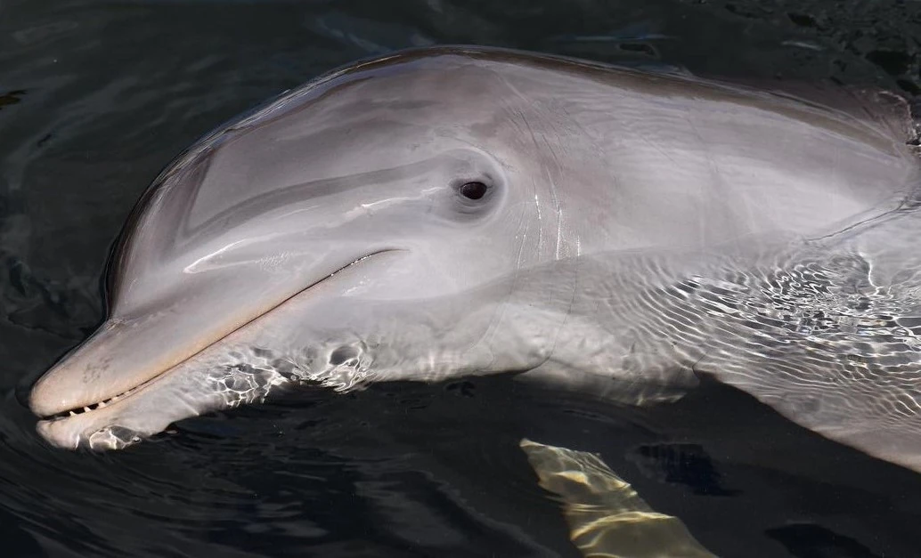 Luna (DPMMR-2015) | Cetacea Wiki | Fandom