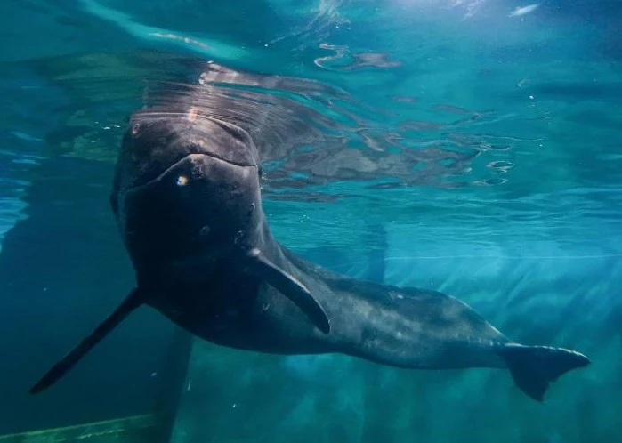 Haitang (SHBCC-2024) | Cetacea Wiki | Fandom