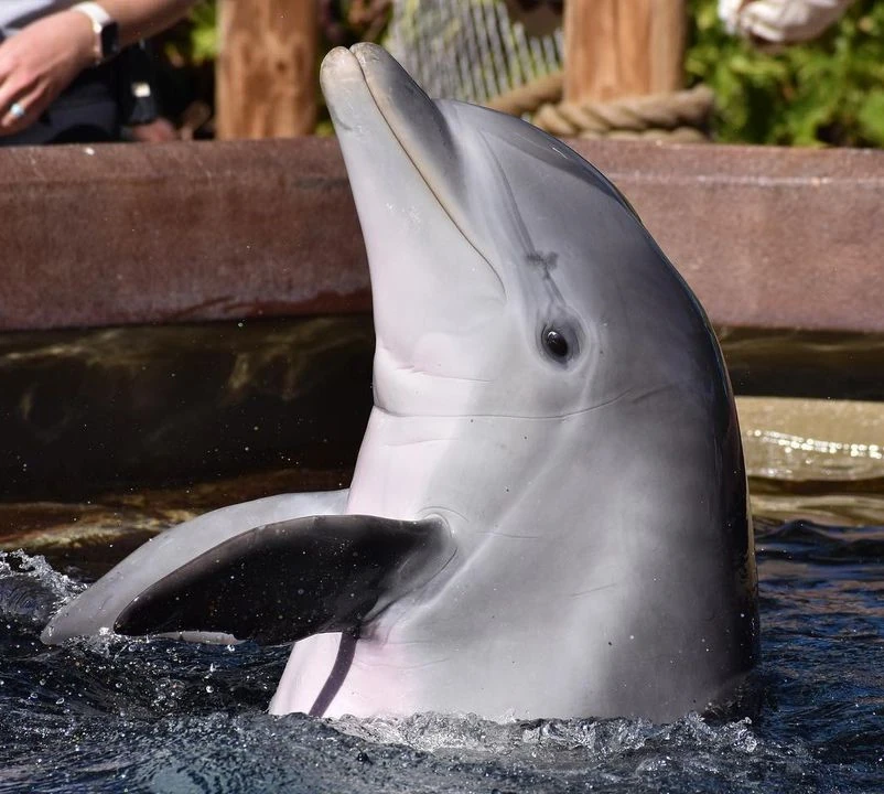 Spark (SWF-2020) | Cetacea Wiki | Fandom