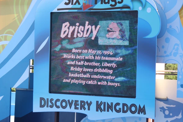 Photos of Brisby (SFDK-1994) | Cetacea Wiki | Fandom
