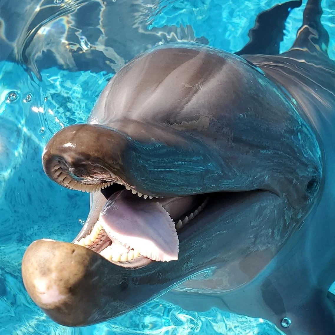 Capri (GWMP-2013) | Cetacea Wiki | Fandom