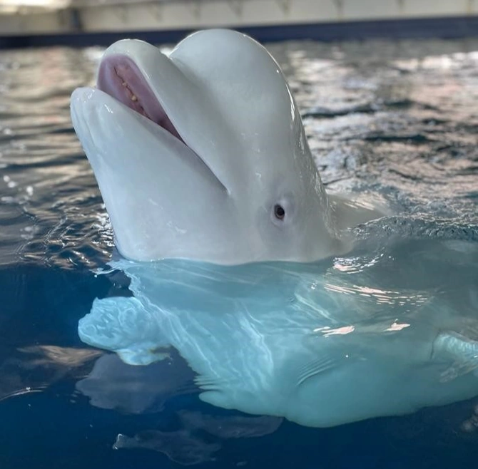 Little White (CFOW-2011) | Cetacea Wiki | Fandom