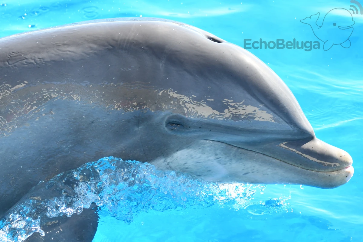 Shaka (DQH-1988) | Cetacea Wiki | Fandom