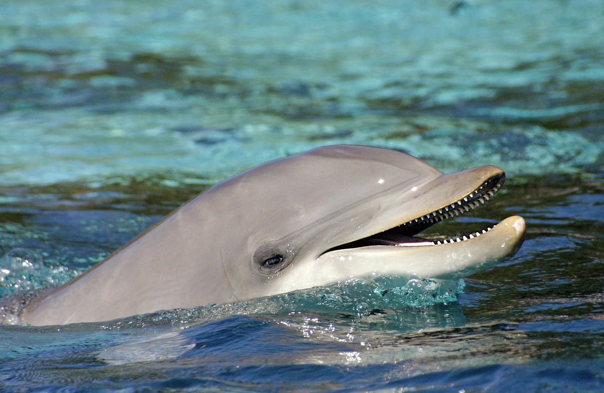 Penny (SWC-1989) | Cetacea Wiki | Fandom