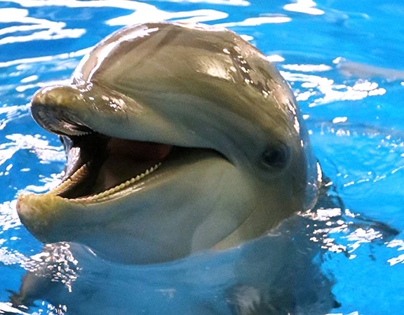 Hemingway (MDA-2011) | Cetacea Wiki | Fandom