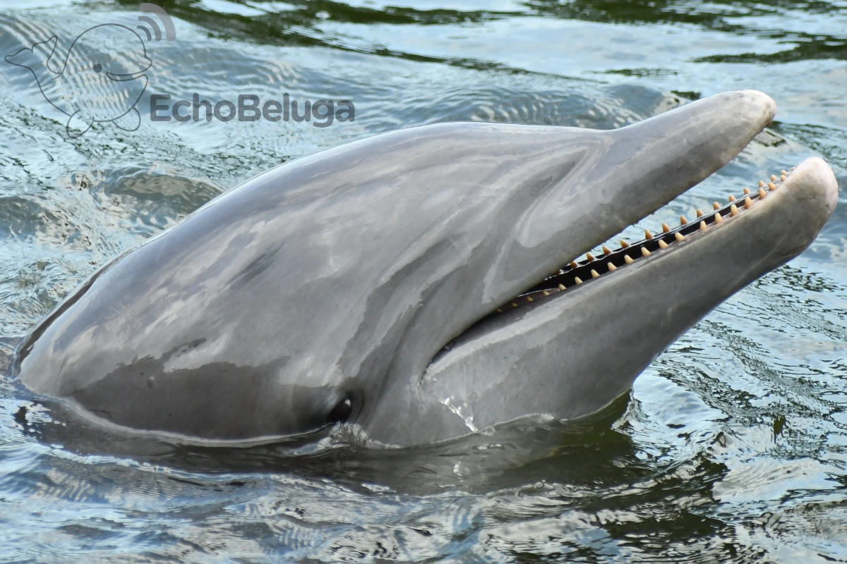 Sherman (TOTS-1998) | Cetacea Wiki | Fandom