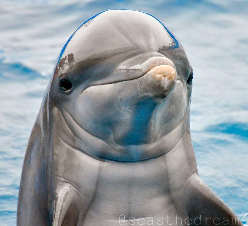 Surge Mda 2016 Cetacea Wiki Fandom