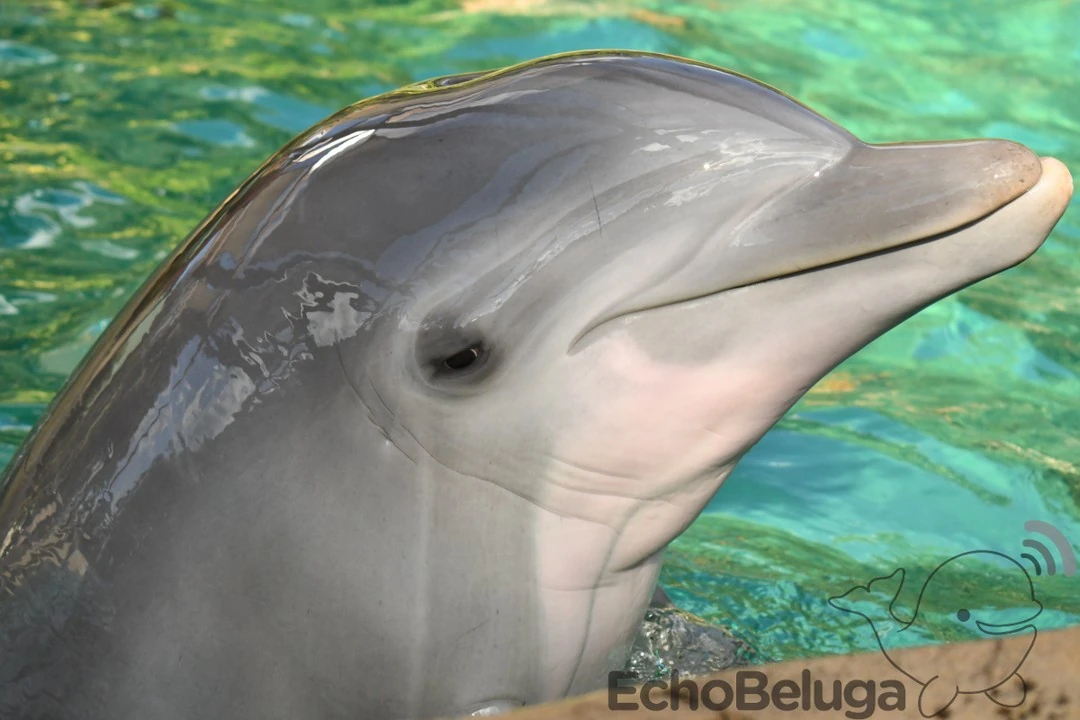 Amara (SWF-2009) | Cetacea Wiki | Fandom