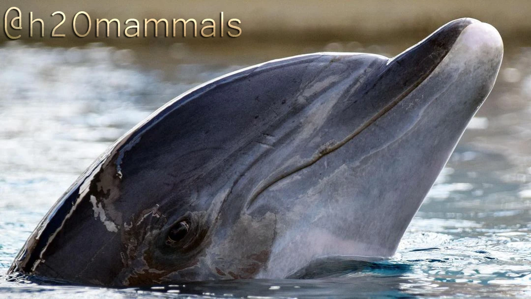 Notchfin (SWC-1975) | Cetacea Wiki | Fandom