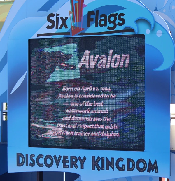 Photos of Avalon (SFDK-1994) | Cetacea Wiki | Fandom