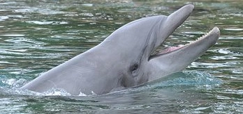 Jenny (SWF-1980) | Cetacea Wiki | Fandom