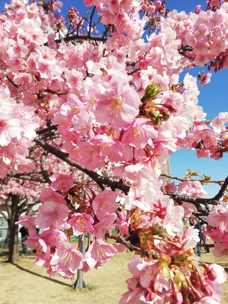 Wonderful PreCure goods will be on sale at Pretty Stores from February ...