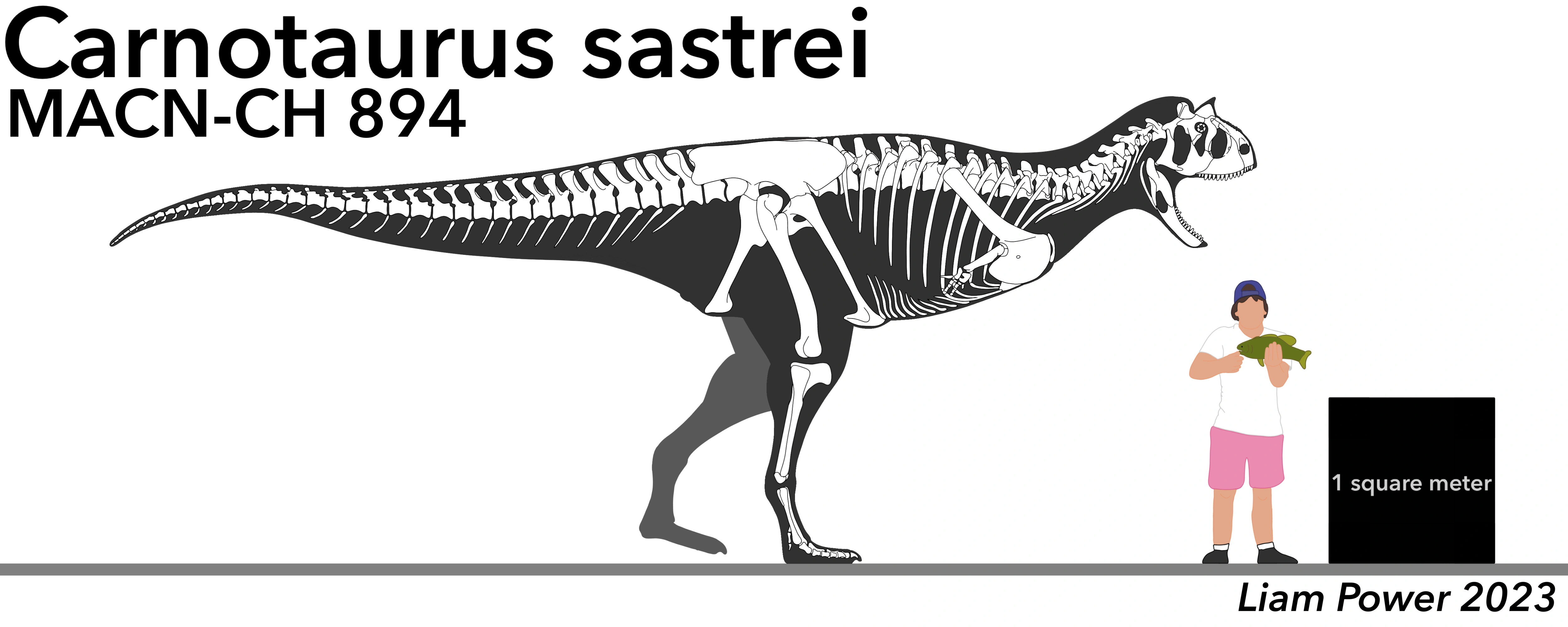 Carnotaurus sastrei skeletal | Fandom