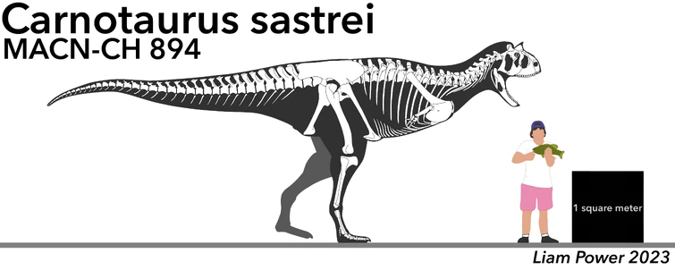Carnotaurus sastrei skeletal | Fandom