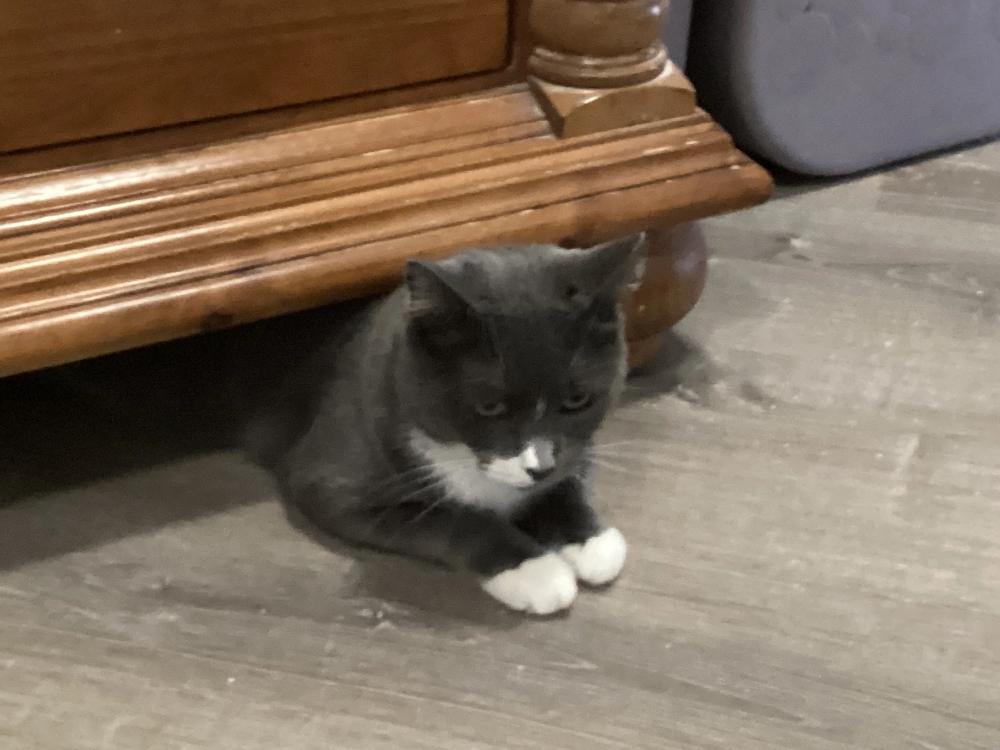 Hello Dandy’s World Wiki | Fandom