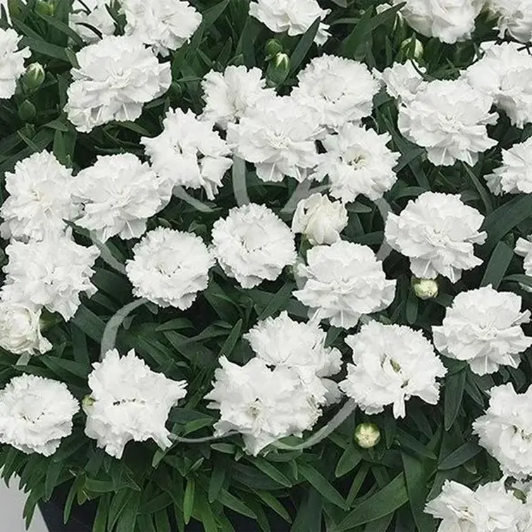 Discuss Everything About NatureRules1 Wiki | Fandom