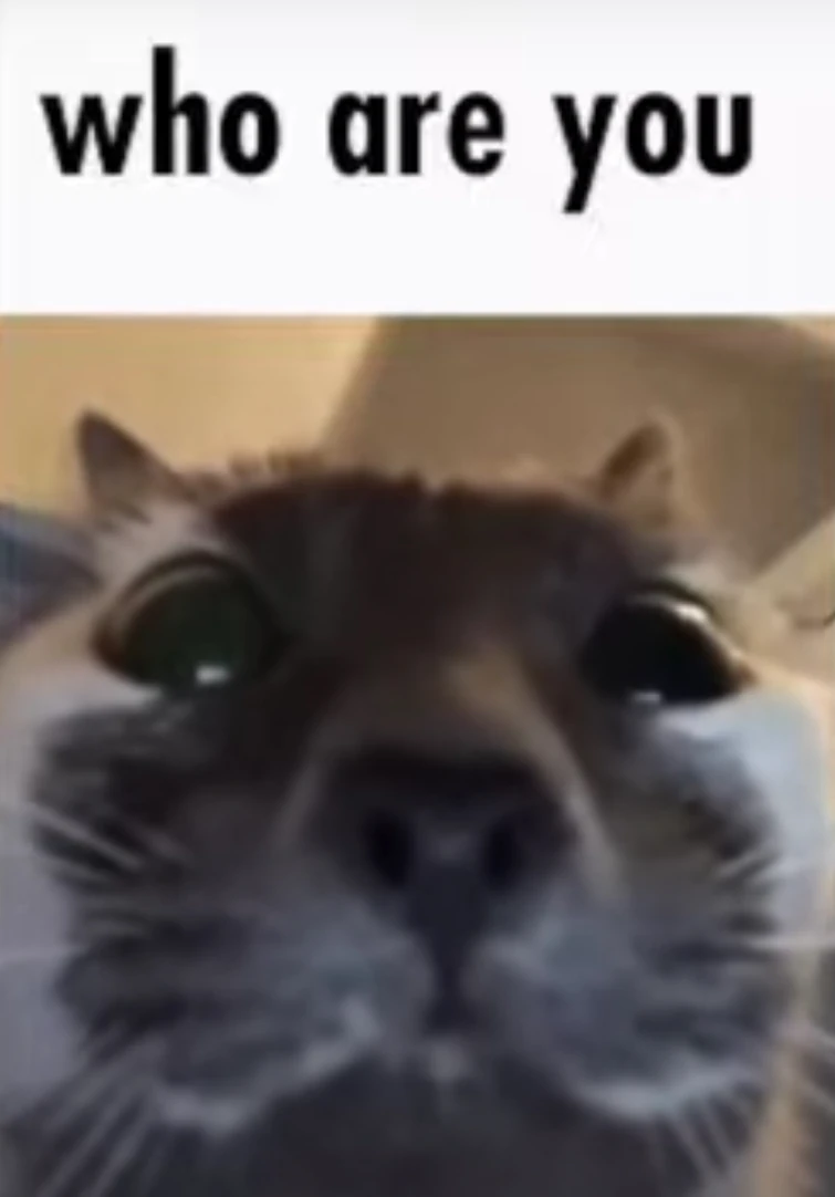 insert ur random comments here | Fandom