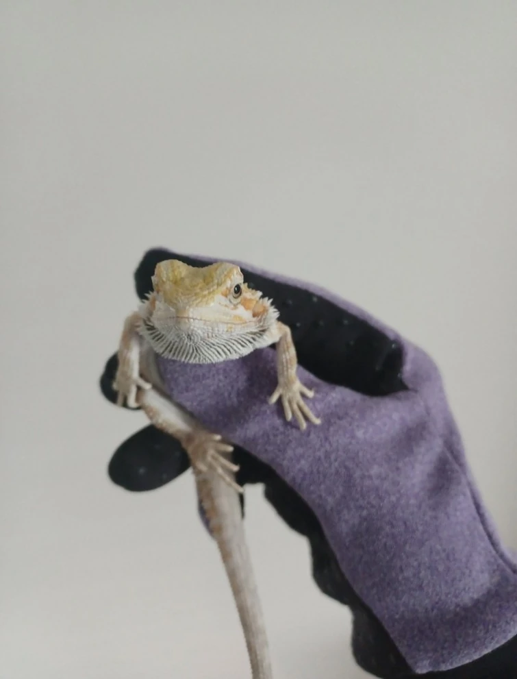 lizard showcase | Fandom