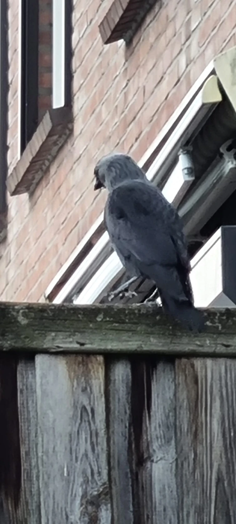 Witch sky is better i post this agian | Fandom