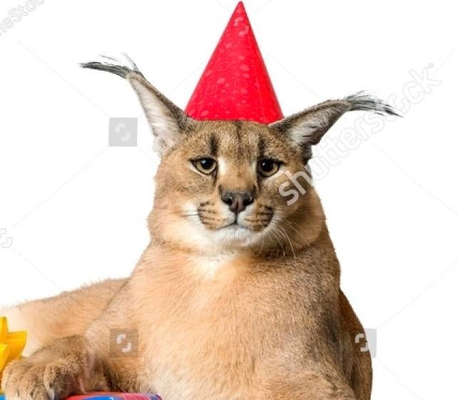 It my birthday | Fandom