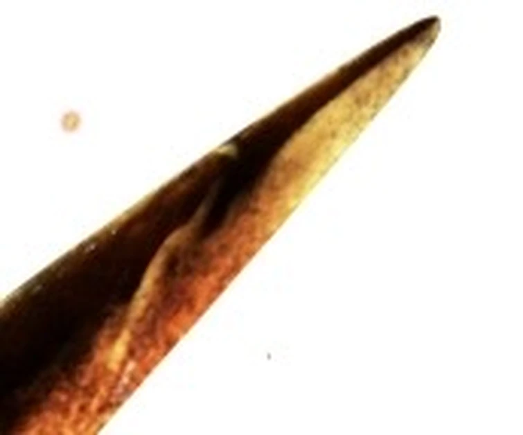 Who’s that monster!?!? #6 | Fandom