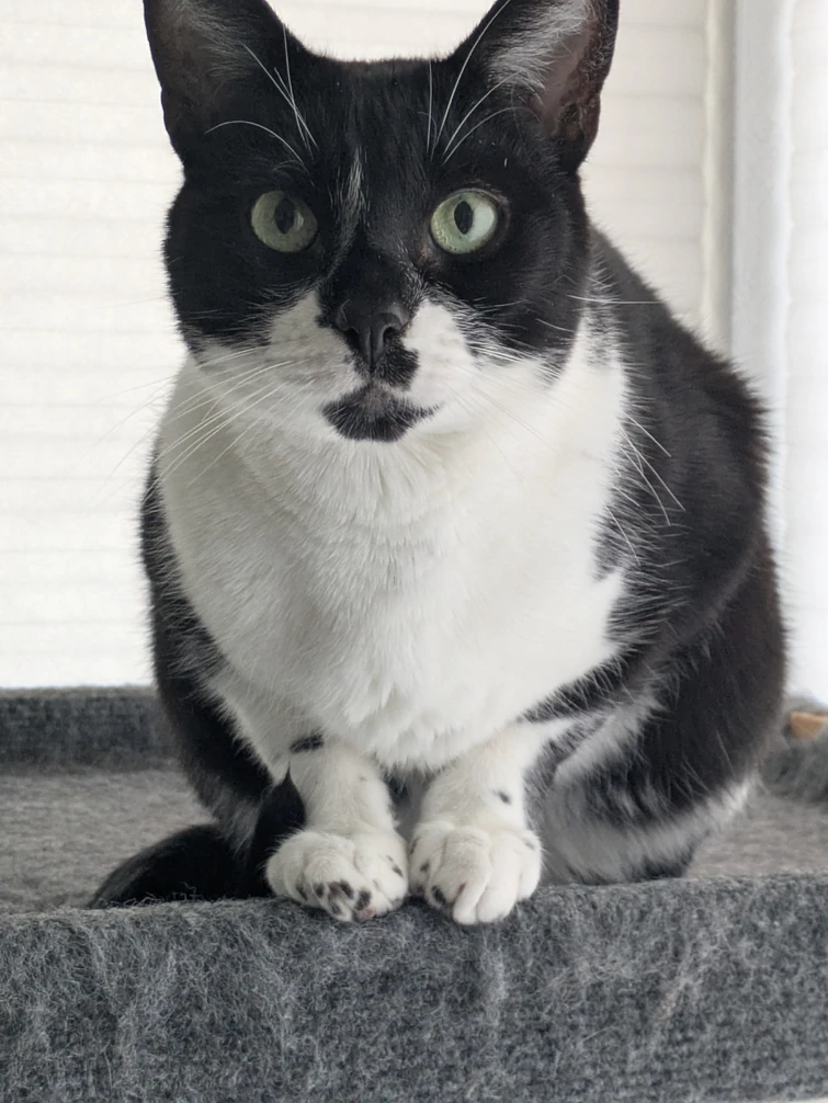Discuss Everything About Silly Cat TV Series Wiki | Fandom