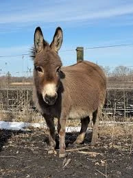 Petition to let the donkey coexist with shìt | Fandom