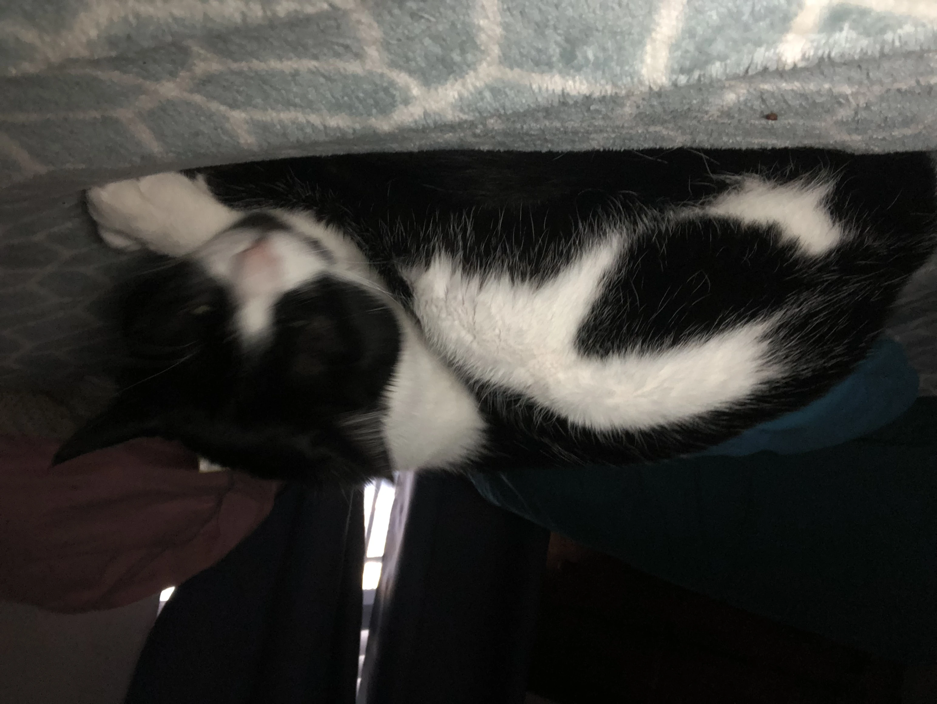 WHO KITTY IS WATCHTOWER CAT CONFIRMED | Fandom