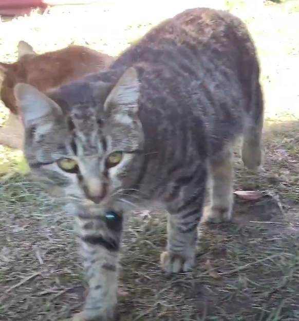 Twizzlers (cat) | Chace! Dream Company Wiki | Fandom