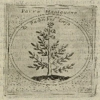 Aschwurz | Chakrenspace Wiki | Fandom