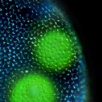 AMEREN | Chakrenspace Wiki | Fandom