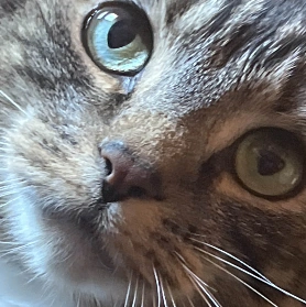 Quacky | Channelvivor Wiki | Fandom