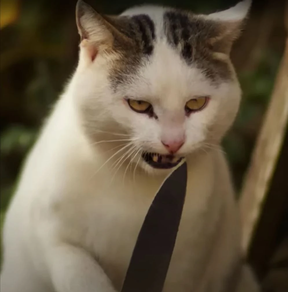 Dangerous cat | Chaos Boss Fighting Simulator Wiki | Fandom