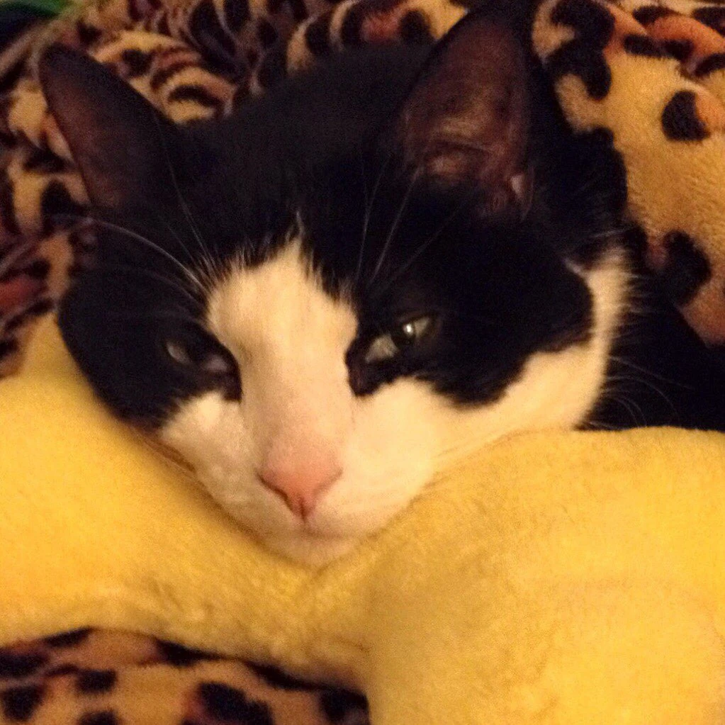 Jewel | The Chaos Express Wiki | Fandom