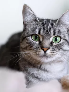 Reedpaw/sway | CHAOSCLAN Wiki | Fandom