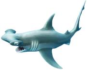 Hammerhead Shark (Hungry Shark Evolution) | Character catalogue Wiki ...