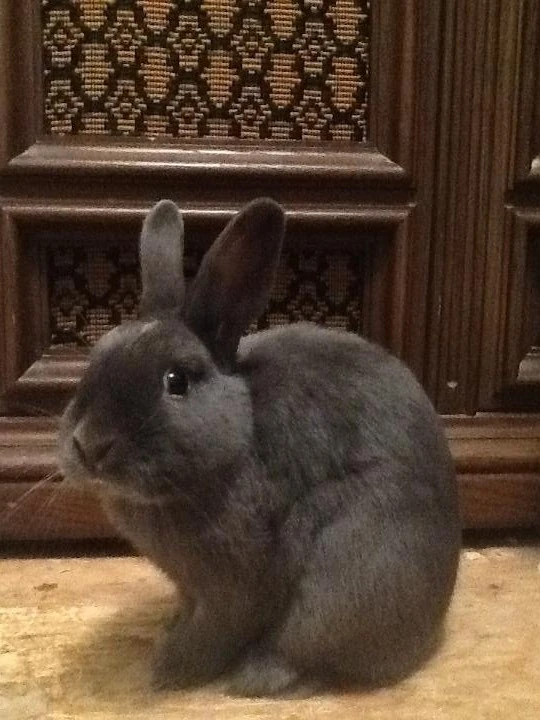 Frack | Character Elimination Wiki | Fandom