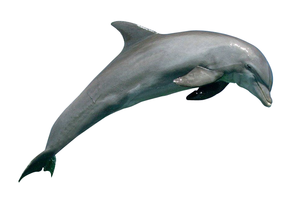 Bottlenose Dolphin (Real World) | Character scale & debate Wiki | Fandom