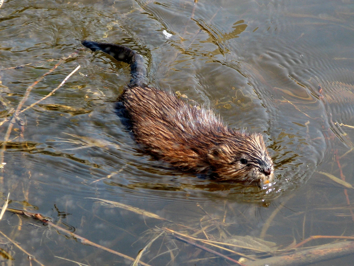 Common muskrat (Canon, MegaWorld)/Temka666 | Character Stats and ...