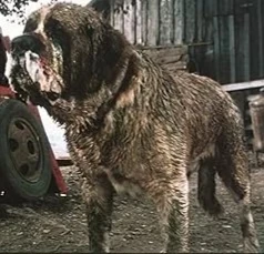 Cujo (Canon, Stephen King)/StrikerIsJustStriker | Character Stats and ...