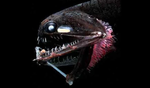 Entity 20 (Canon)/Sans2345 | Character Stats and Profiles Wiki | Fandom