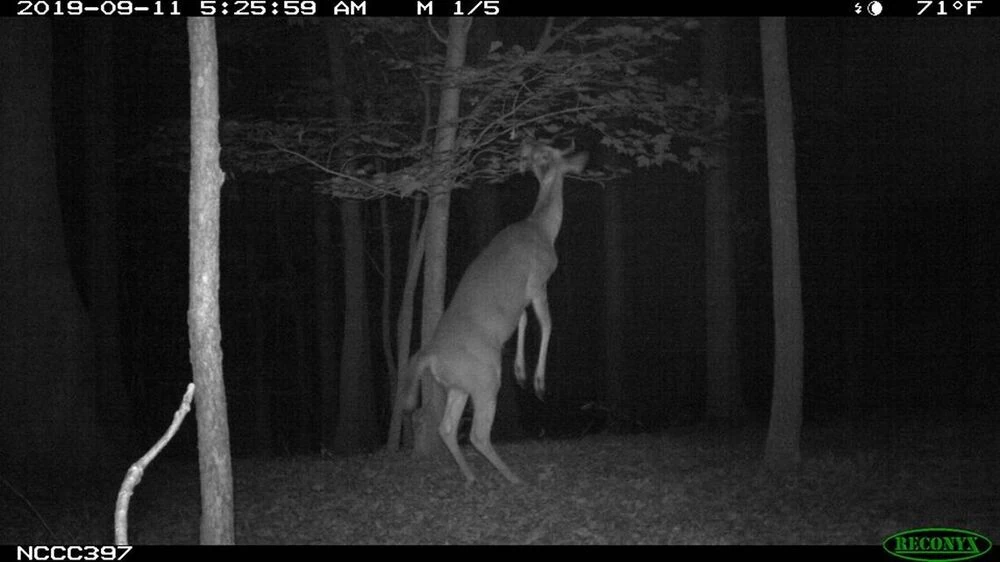 Not Deer (Canon)/StrikerIsJustStriker | Character Stats and Profiles ...