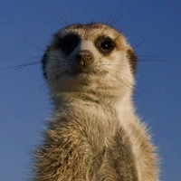 Category:Mongoose | Character Codex | Fandom