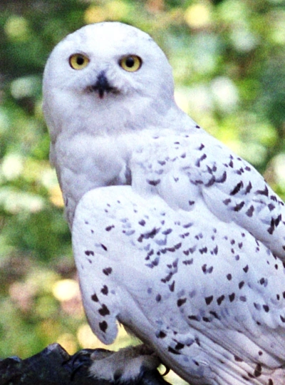 Hedwig | Character Codex | Fandom