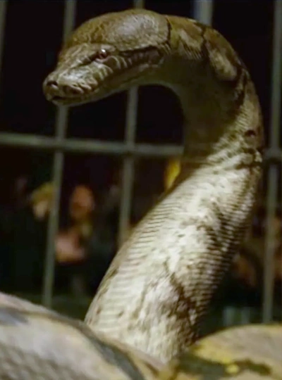 Nagini | Character Codex | Fandom