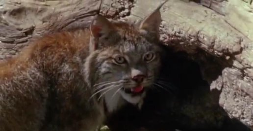 The Lynx | Character-community Wiki | Fandom